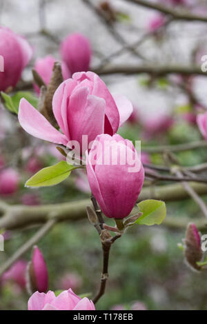 Magnolia tree with red blossom at springtime in garden, Sofia, Bulgaria ...