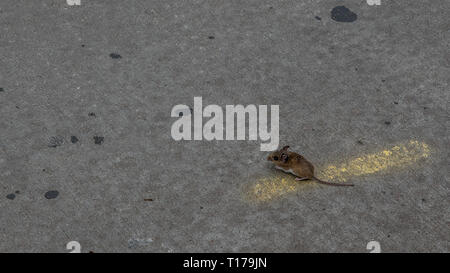 A small field mouse standing on a stone Stock Photo - Alamy