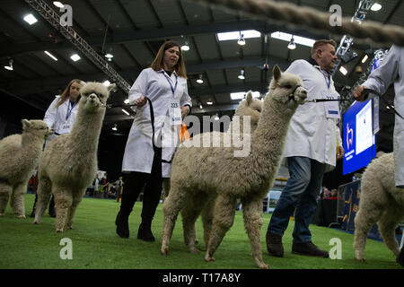 Handlers stand with their alpacas before judging at the British Alpaca ...