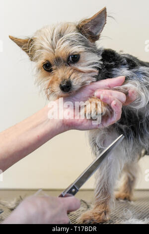 Yorkshire terrier getting groomer haircut with scissors Stock Photo - Alamy