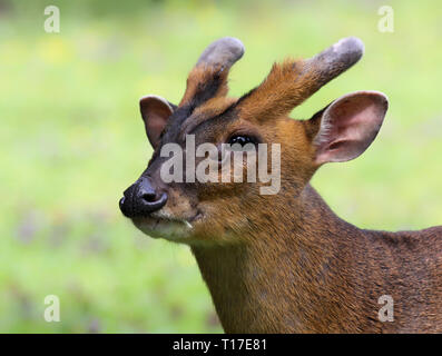 Close up detail of the eye of a muntjac and its ocular scent gland ...
