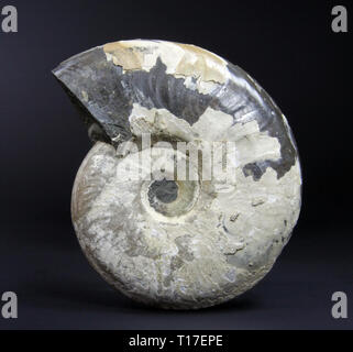 Shell of mollusk ammonite with mother-of-pearl cutaway from two sides ...