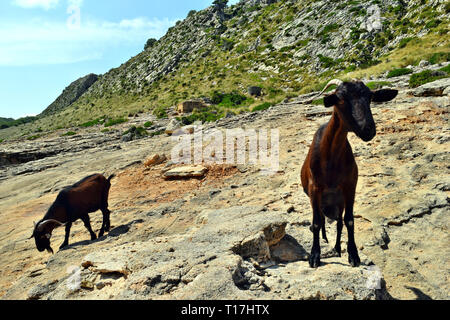 Two wild tamed goat is looking and walking on the hill in Formentor ...