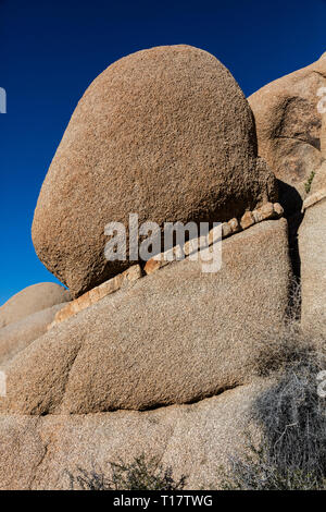 Spring time with a Joshua Tree in the background of desert flora Stock ...
