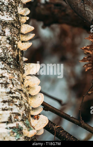 Belarus. Polypore Fungus On Tree Trunk In Autumn Rainy Day. Bracket ...