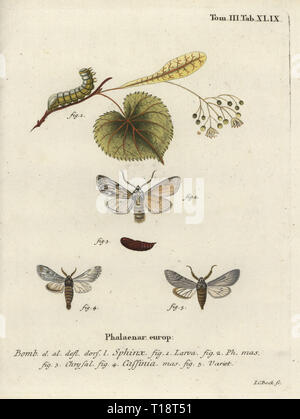 Sprawler - Asteroscopus sphinx Stock Photo - Alamy