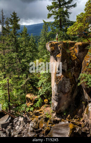 A view of a sunny forest with tall, mossy trees and a stream Stock ...