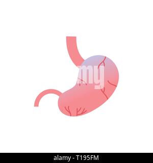 anatomical stomach icon human body organ anatomy healthcare medical ...