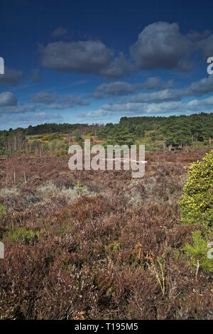 Lowland heath South Park Avon Heath Country Park Dorset County Council ...