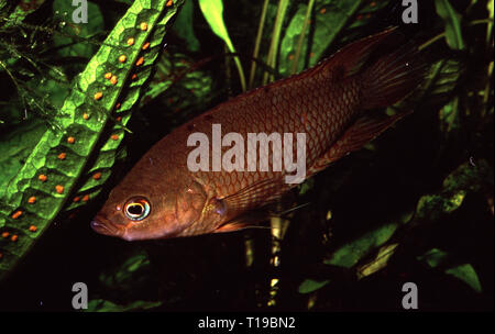 Ceylonese combtail (Belontia signata Stock Photo - Alamy