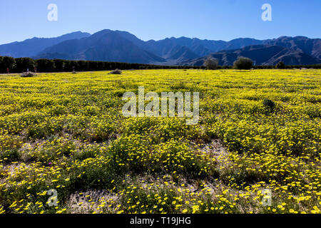 California. Desert Dandelion (Malacothrix californica), Death Valley ...