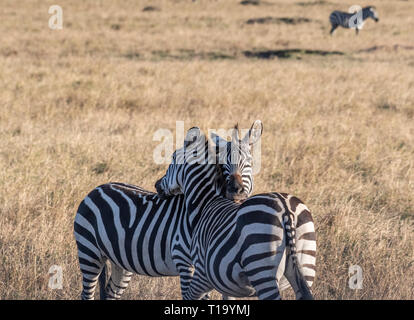 Male and female zebra making love in Maasai Mara triangle during ...