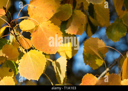 Zitterpappel, Zitter-Pappel, Pappel, Espe, Aspe, Knospe, Knospen ...
