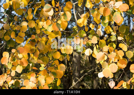 European aspen (Populus tremula), fall, forest, tree, treetrunk, leaves ...