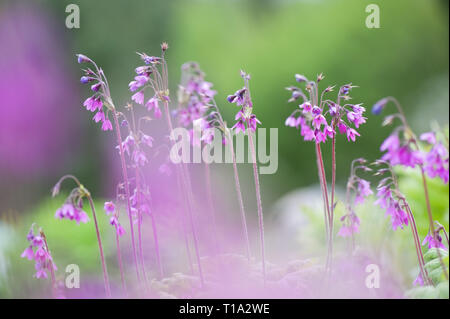 Alpine bells (Cortusa matthioli) flowers in the garden Stock Photo - Alamy