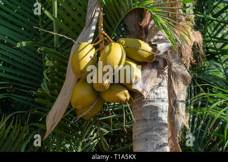 Big ripe coconuts hanging on coconut palm tree close up ready for ...
