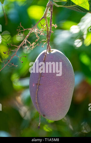 Cultivation of exotic sweet mango fruits on Canary islands, Spain. Ripe ...