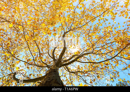 maple leaves tree natural autumn background Stock Photo - Alamy