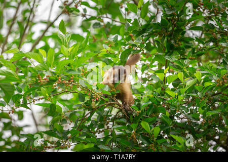 Capuchin monkey in the brazilian forest / nature wildlife Stock Photo ...