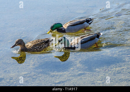 Duck is the common name for a large number of species in the waterfowl ...