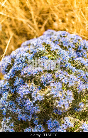 Beautiful prickly bush - small thrisle - purple flowers and thorns with ...