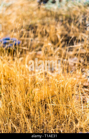 Beautiful prickly bush - small thrisle - purple flowers and thorns with ...