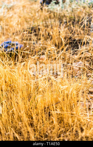 Beautiful prickly bush - small thrisle - purple flowers and thorns with ...