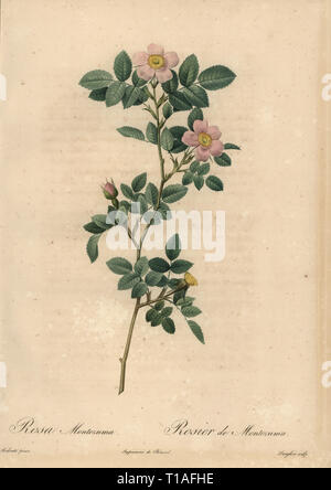 Pink rose, Rosa montezuma, Rosier de Montezuma. Rosa montezumae ...
