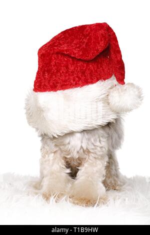 Chinese crested powderpuff dog with santa hat lying isolated on white ...
