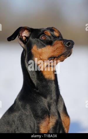 German Pinscher in snow Stock Photo - Alamy