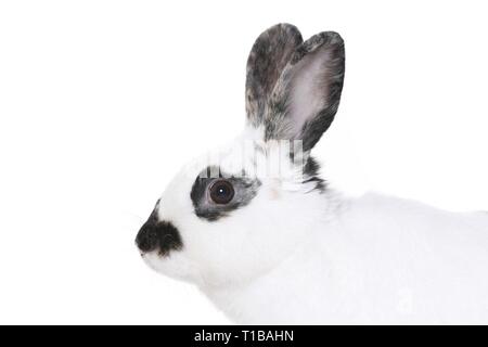 Domestic rabbit, lateral Stock Photo - Alamy