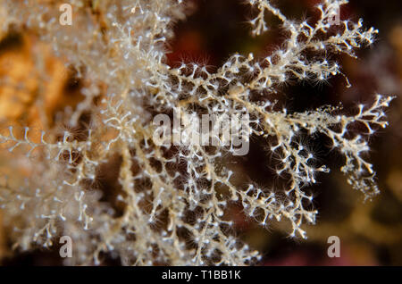 Thecate hydrozoans, Sertularella crassicaulis, Sertulariidae. , Tor ...