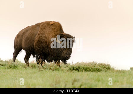 bison change the fur in Yellowstone National Park in Wyoming Stock ...