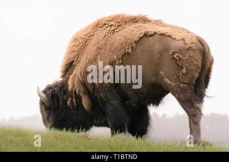 bison change the fur in Yellowstone National Park in Wyoming Stock ...