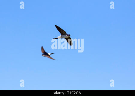 Two Swallows in Flight Stock Photo - Alamy