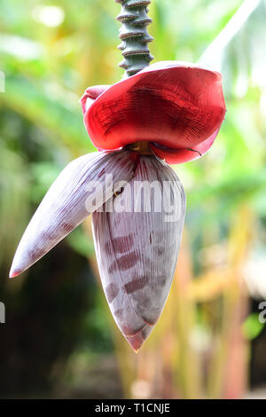 Close up of inflorescence on a banana tree Stock Photo - Alamy