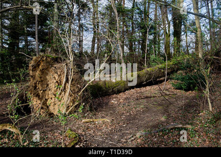 Storm damage in woodland, Edinburgh, Scotland Stock Photo - Alamy