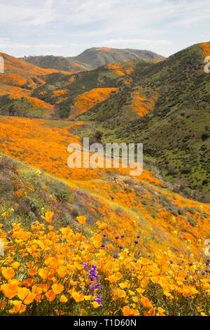 hillside full of wildflowers Stock Photo - Alamy