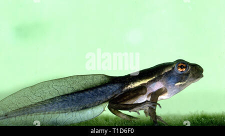 Green & Golden Bell Frog tadpole Stock Photo - Alamy