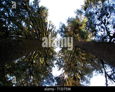 View of trees from below Stock Photo - Alamy