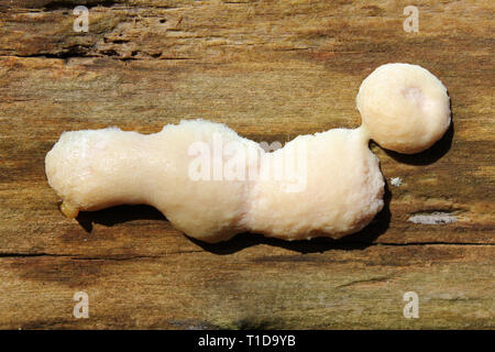 False Puffball Slime Mould, Enteridium lycoperdon, Reticulariaceae ...