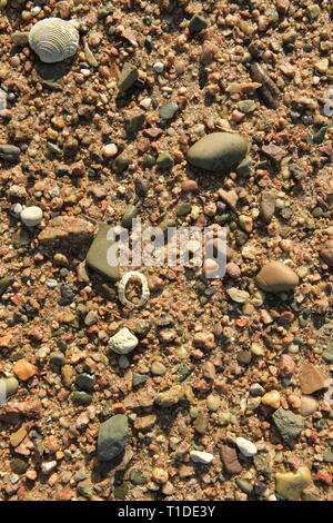 Gravel sea bed with shells Stock Photo - Alamy
