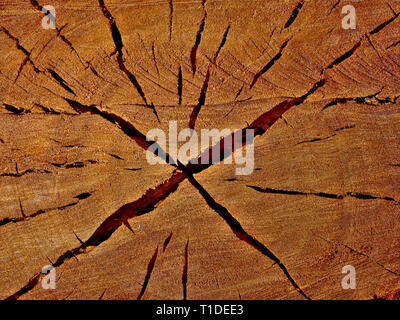 Close up of cutten tree trunk. Detail of trunk year circles. Texture ...
