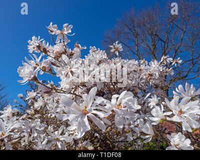 Star magnolia (Magnolia stellata) is a slow-growing shrub or small tree ...