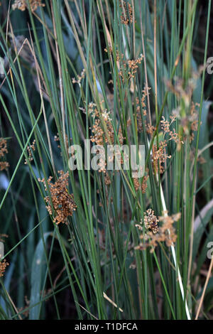 Swamp canes Water Reed Plant Cattails Stock Photo - Alamy