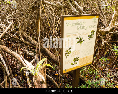 Magnificent Mangroves Information Sign, Leon Levy Native Plant Preserve ...