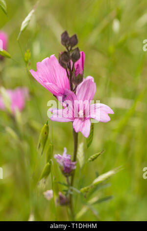 Dwarf Checkerbloom (Sidalcea malviflora malviflora Stock Photo - Alamy