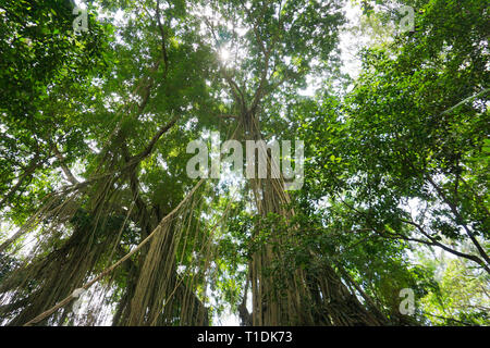 Lush undergrowth jungle vegetation in a virgin rainforest of the Aru ...
