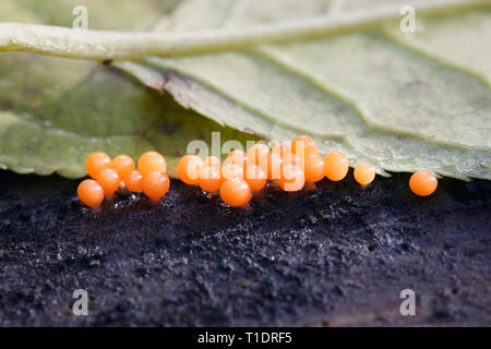 Bright orange fruiting bodies of a slime mold, Trichia sp., possibly T ...