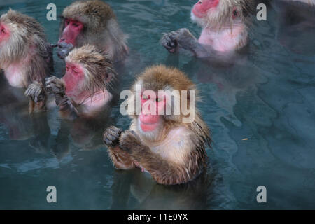 Monkey Onsen in Hakodate, Hokkaido, Japan Stock Photo - Alamy
